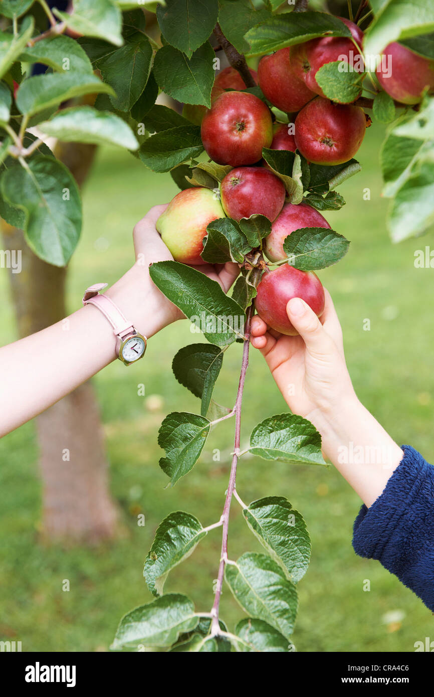 Children picking fruit from tree Stock Photo - Alamy
