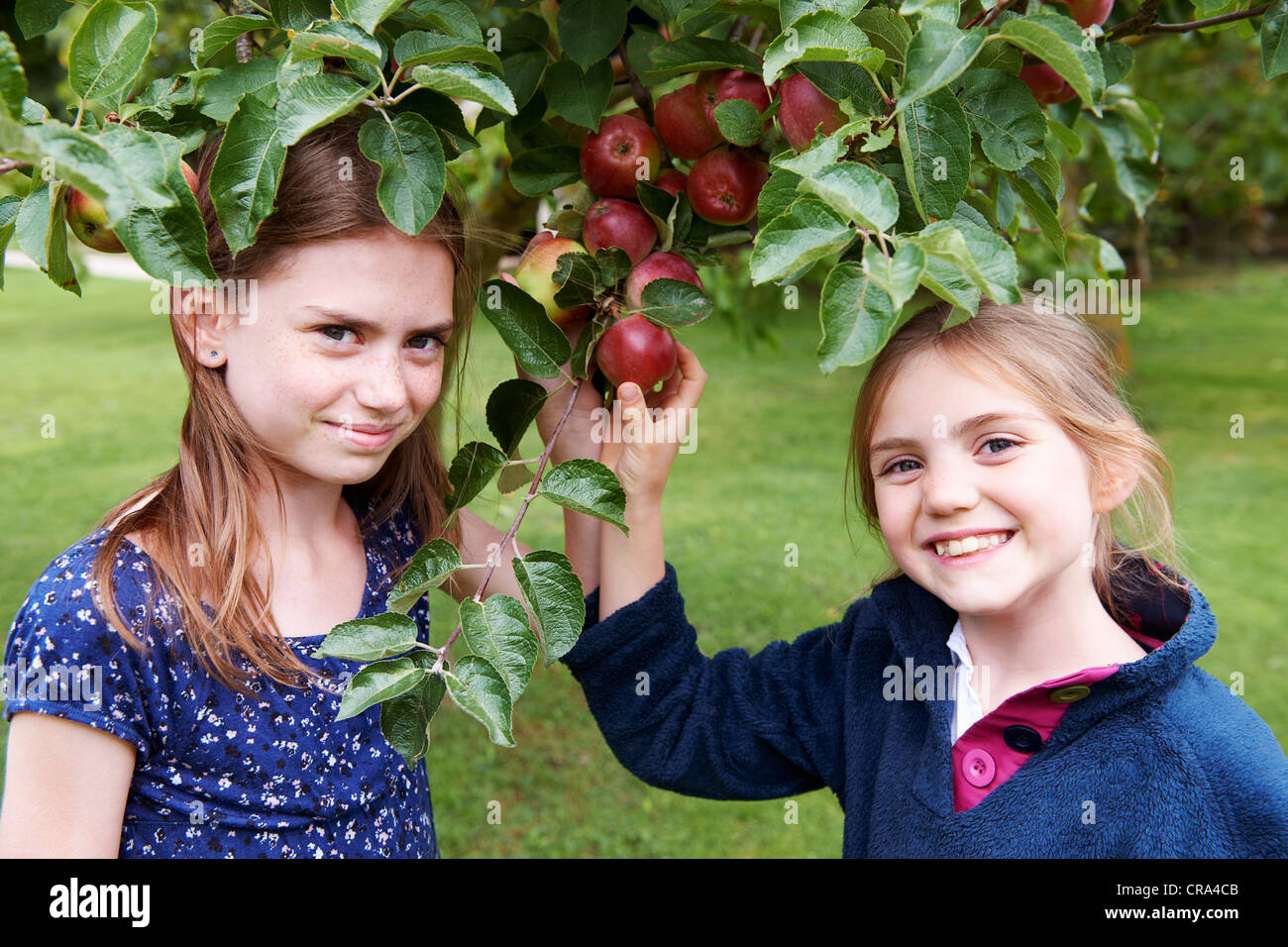 Smiling girls picking fruit from tree Stock Photo - Alamy