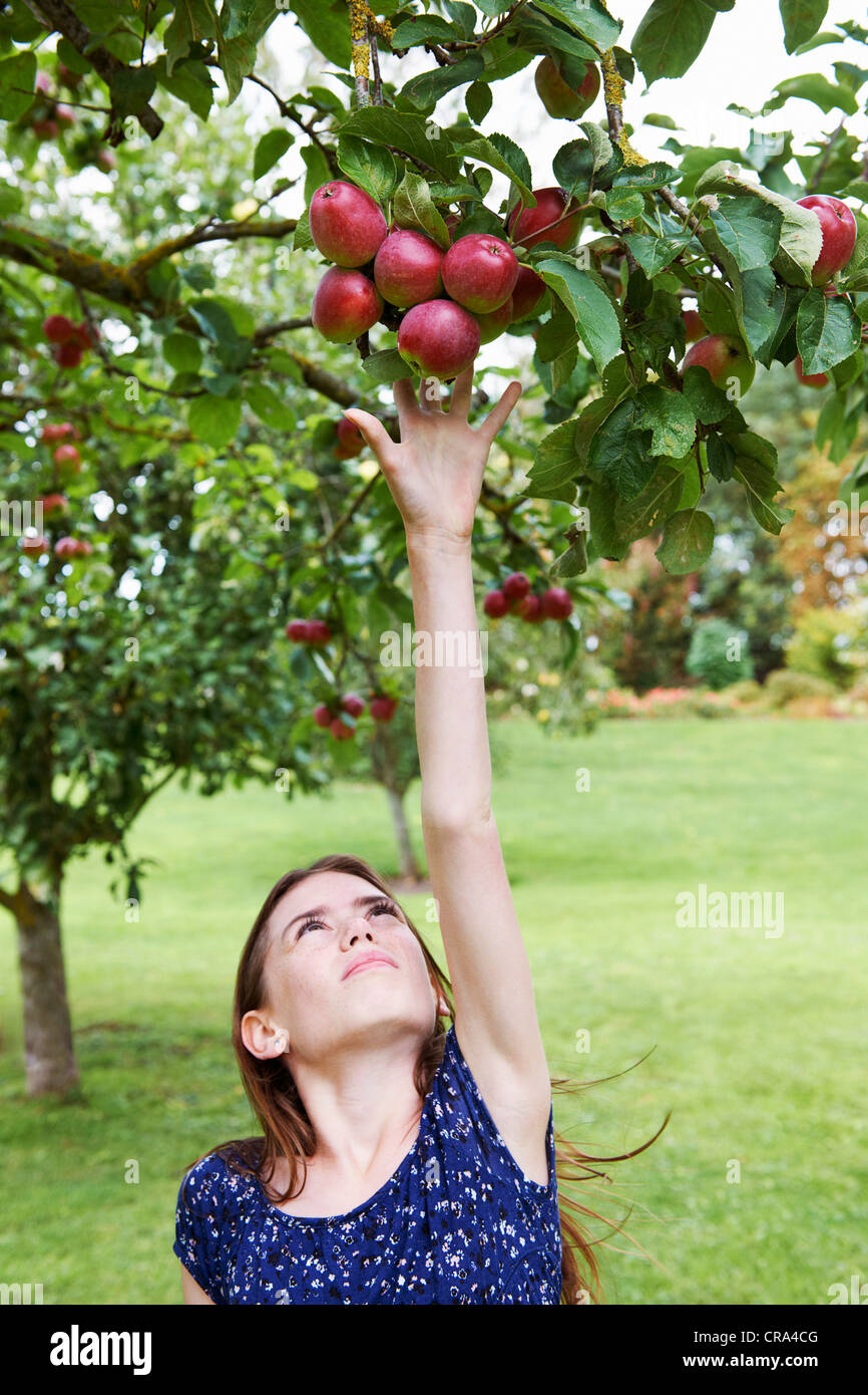 Girl picking fruit from tree Stock Photo - Alamy