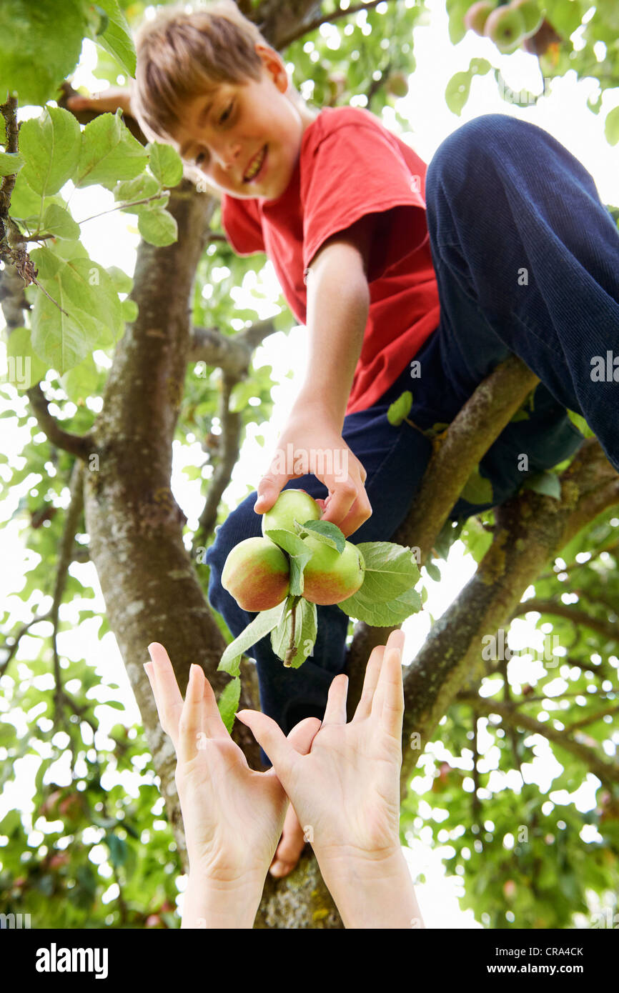 Children picking fruit from tree Stock Photo - Alamy