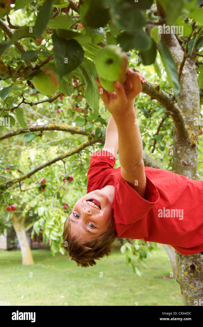 Smiling boy picking fruit in tree Stock Photo - Alamy