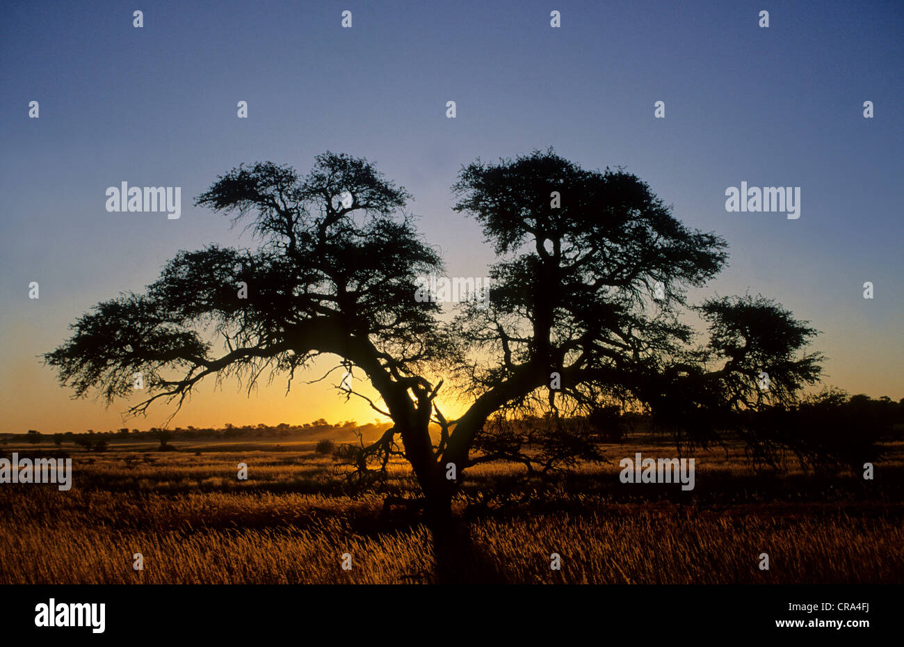 Kalahari kgalagadi transfrontier park hi-res stock photography and ...