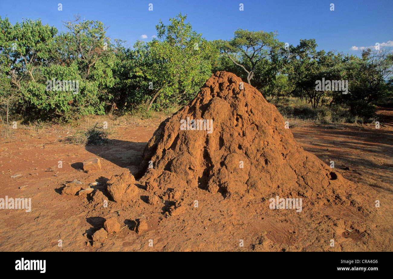 Termite Mound Africa Termite Mounds Hide Secrets To Sustainable