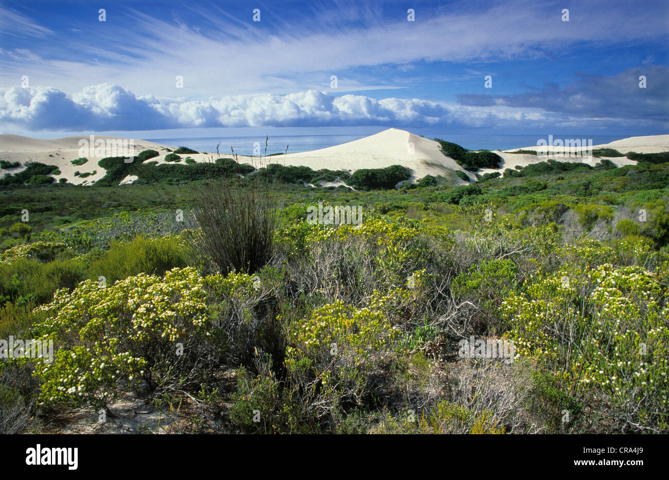 Cape nature conservation hi-res stock photography and images - Alamy