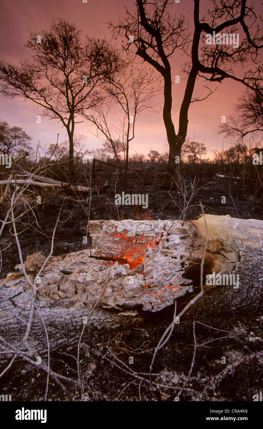 Global warming, bush fire during drought, Kruger National Park, South ...