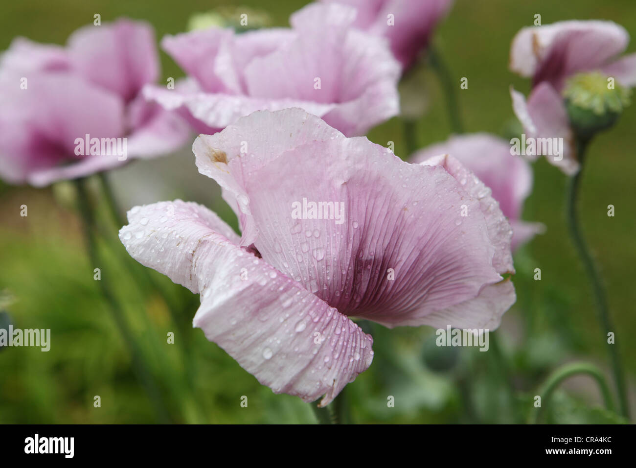 large mauve poppy flowers in bloom with rain drops on petals, close-up ...
