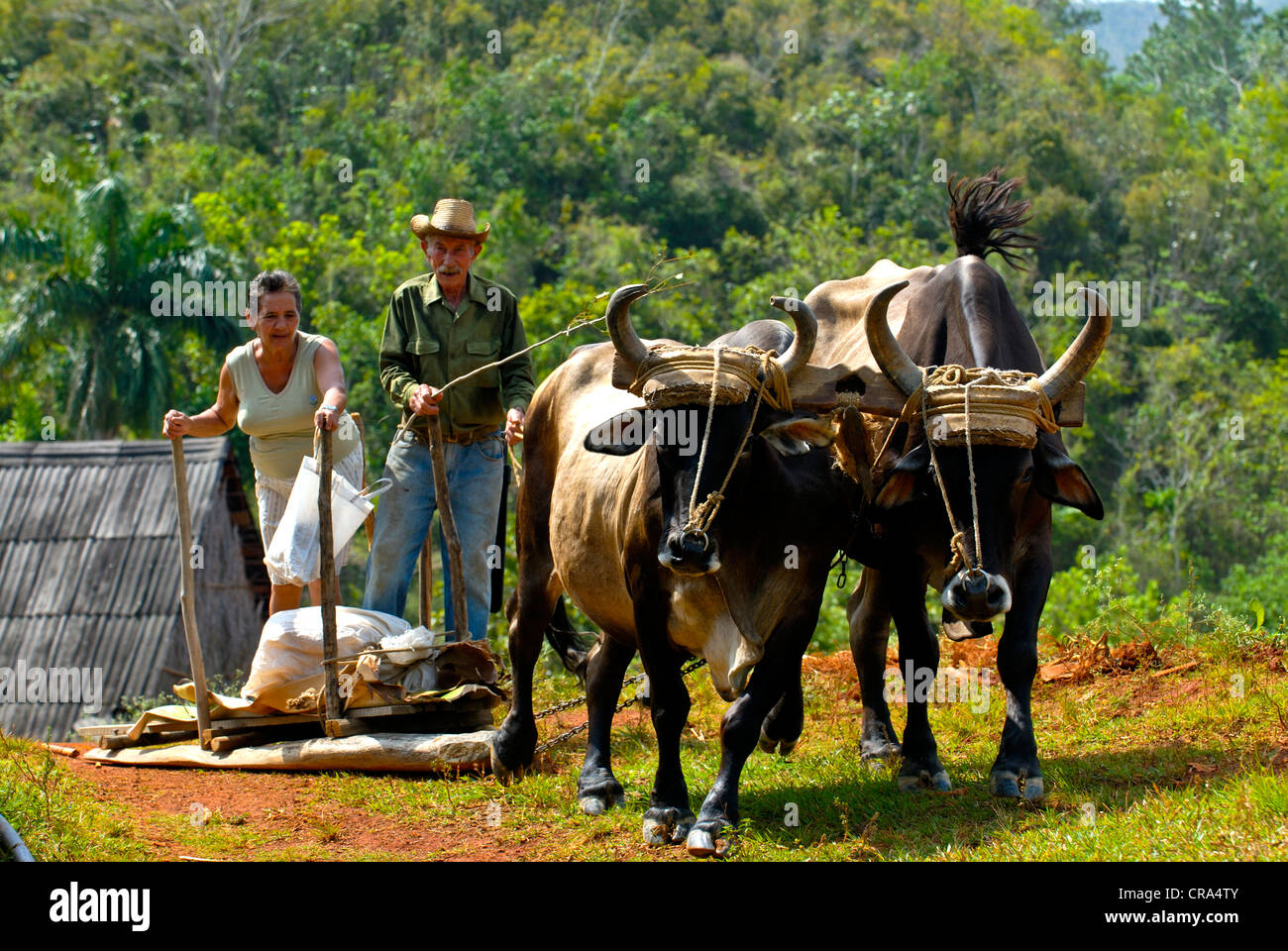 Farmers on a bullock cart, Vinales, Cuba, Caribbean Stock Photo - Alamy