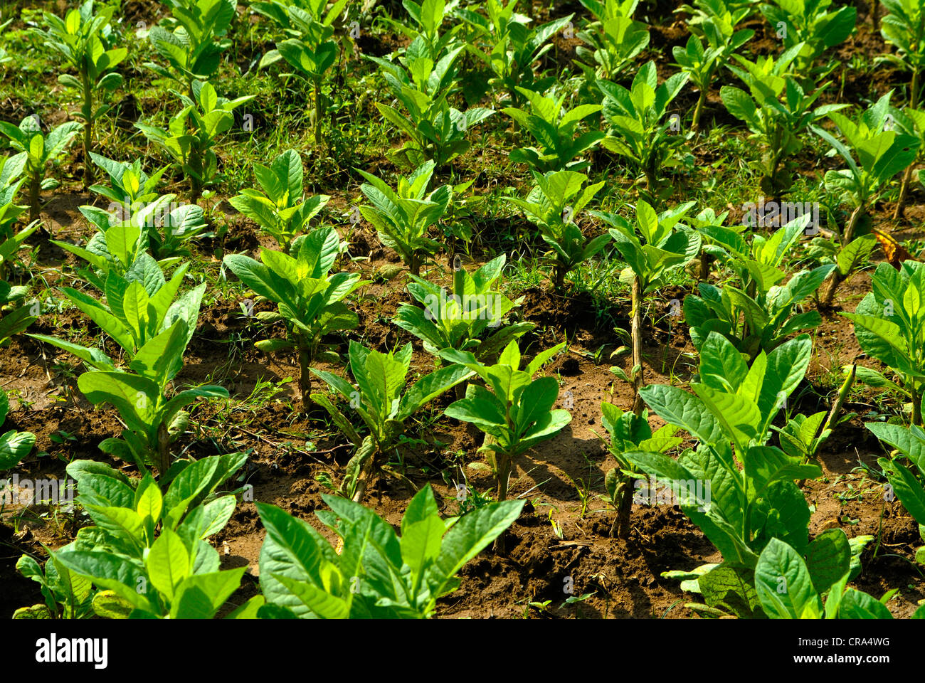 Tobacco Plants (Nicotiana), Vinales, Cuba, Caribbean Stock Photo - Alamy