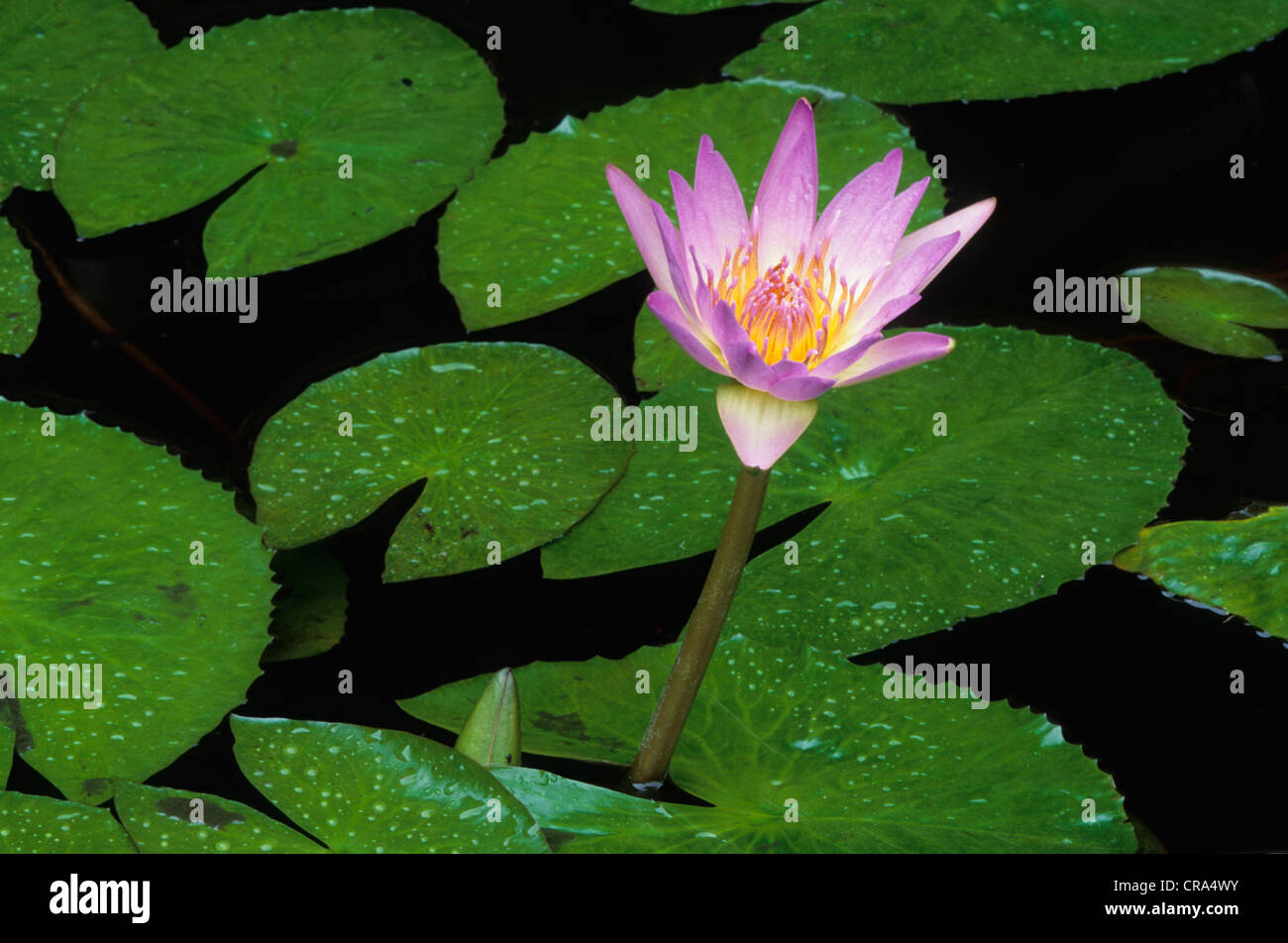 African lilies hi-res stock photography and images - Alamy