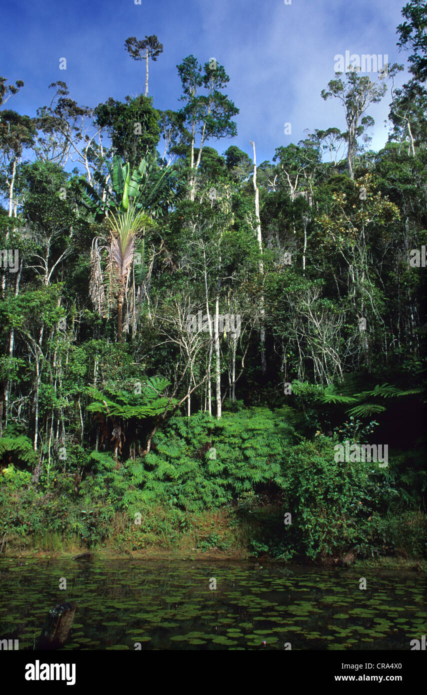 Tropical rainforest, with Traveller's Tree (Ravenala madagascariensis ...