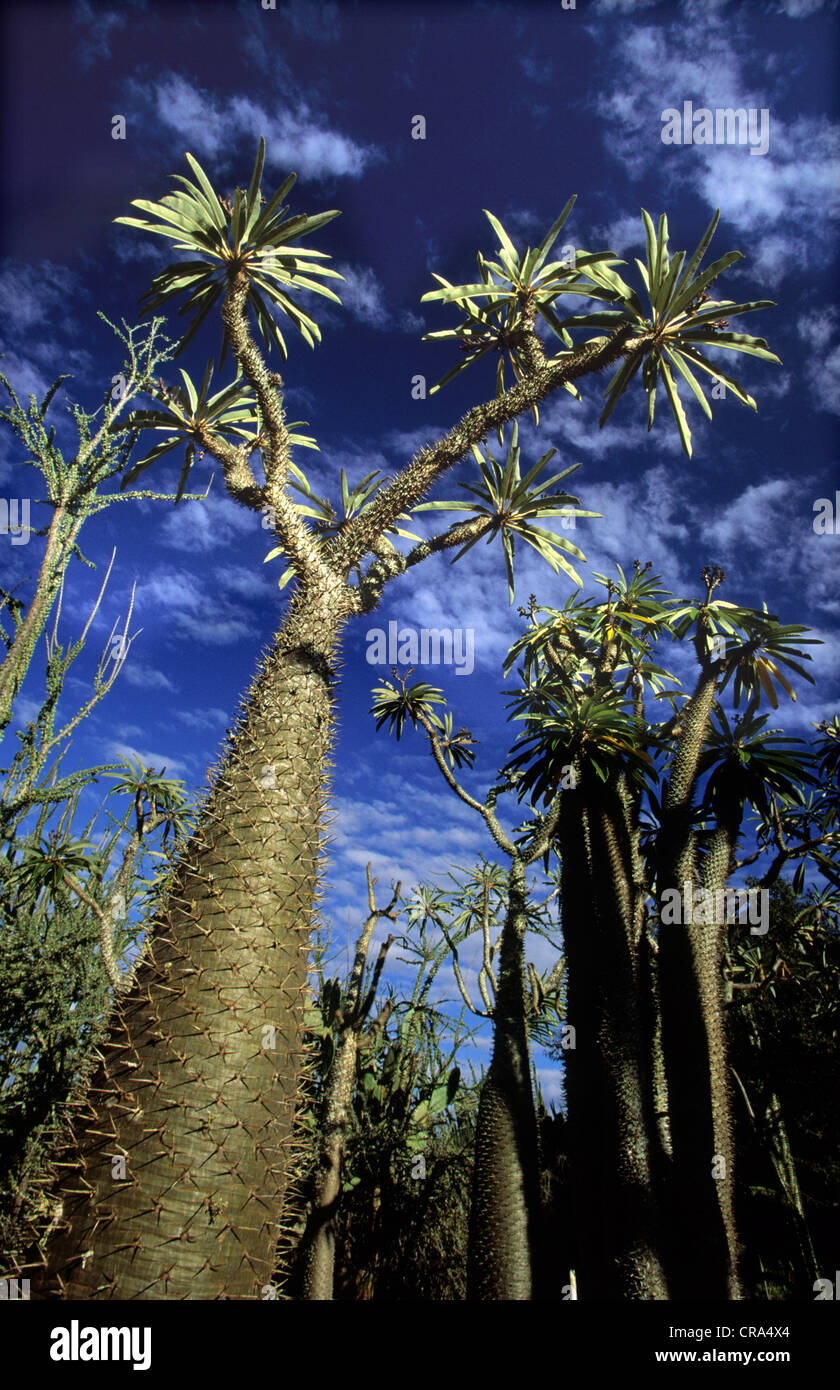 Thorn forest hi-res stock photography and images - Alamy