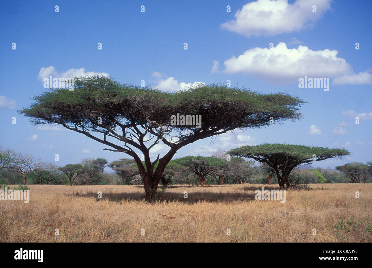 Flat top acacia hi-res stock photography and images - Alamy