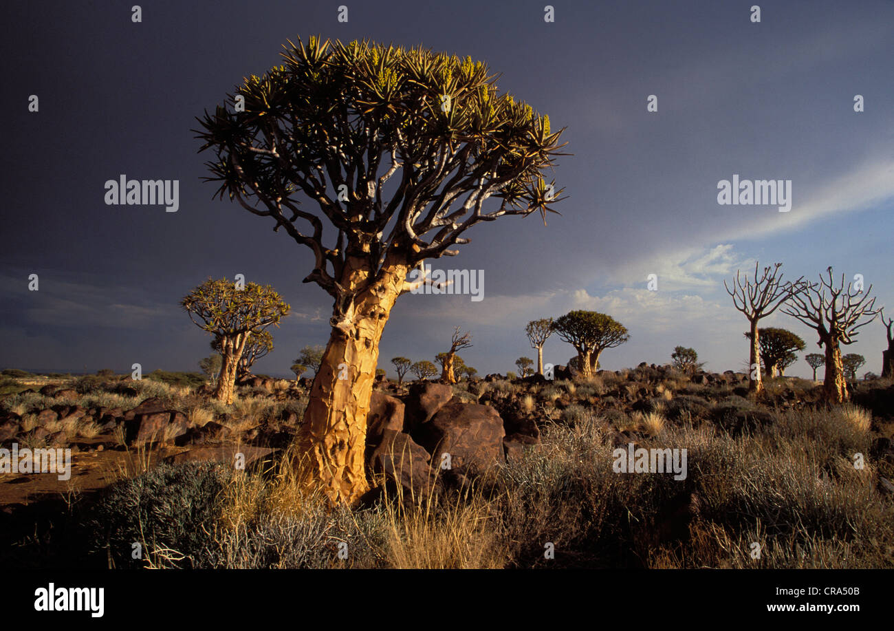 Quiver trees (Aloe dichotoma) with storm sky, Quiver Tree Forest ...