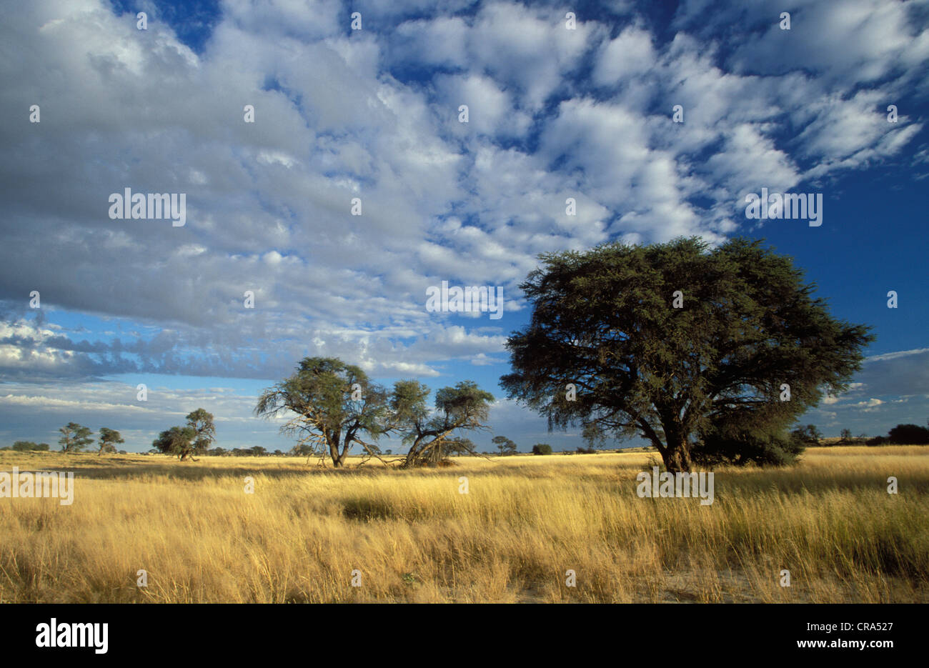 Kalahari scene, Kgalagadi Transfrontier Park, arid grassland savannah ...