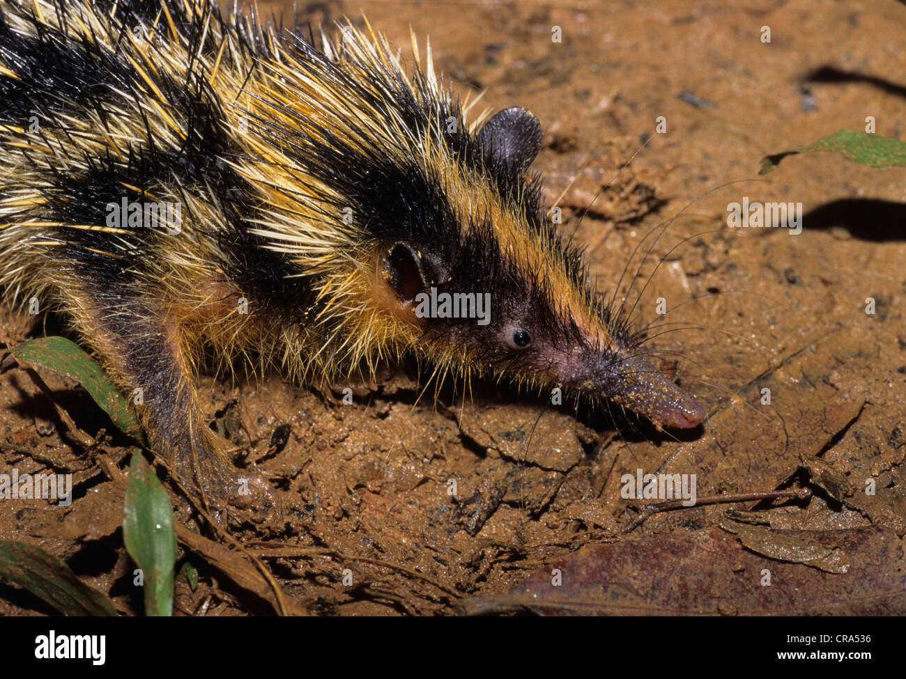 Yellow-streaked Tenrec (Hemicentetes semispinosus), Perinet Rainforest ...