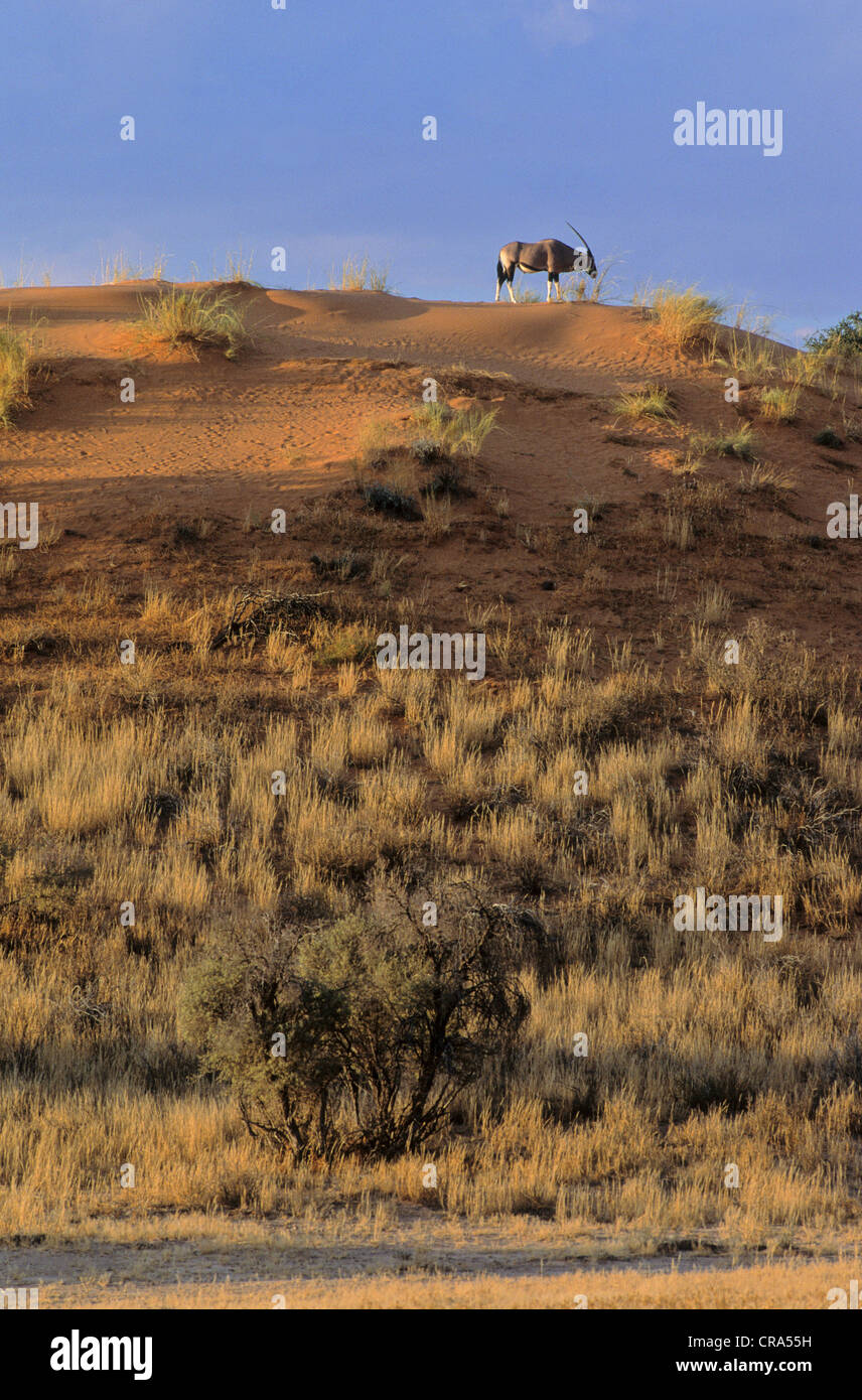 Sand gazella hi-res stock photography and images - Alamy