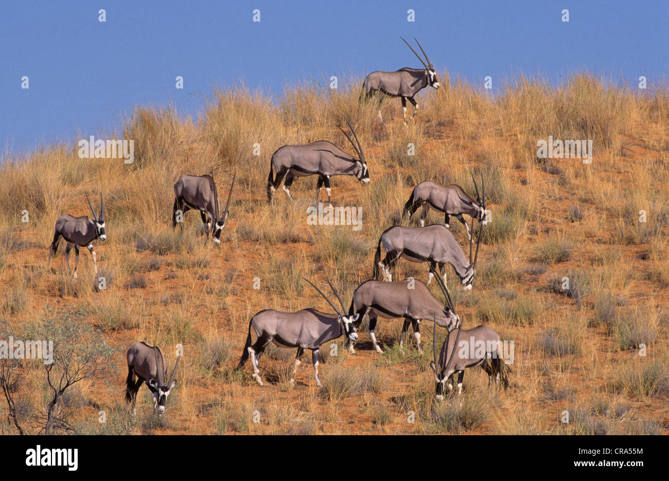 Gemsbok (Oryx gazella), Kgalagadi Transfrontier Park, Kalahari, South ...