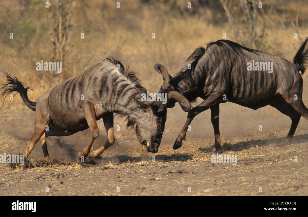 Wildebeest males hi-res stock photography and images - Alamy