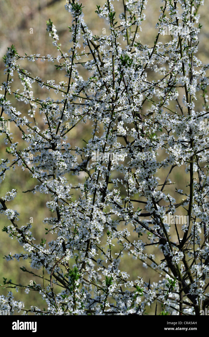 Blackthorn tree hi-res stock photography and images - Alamy