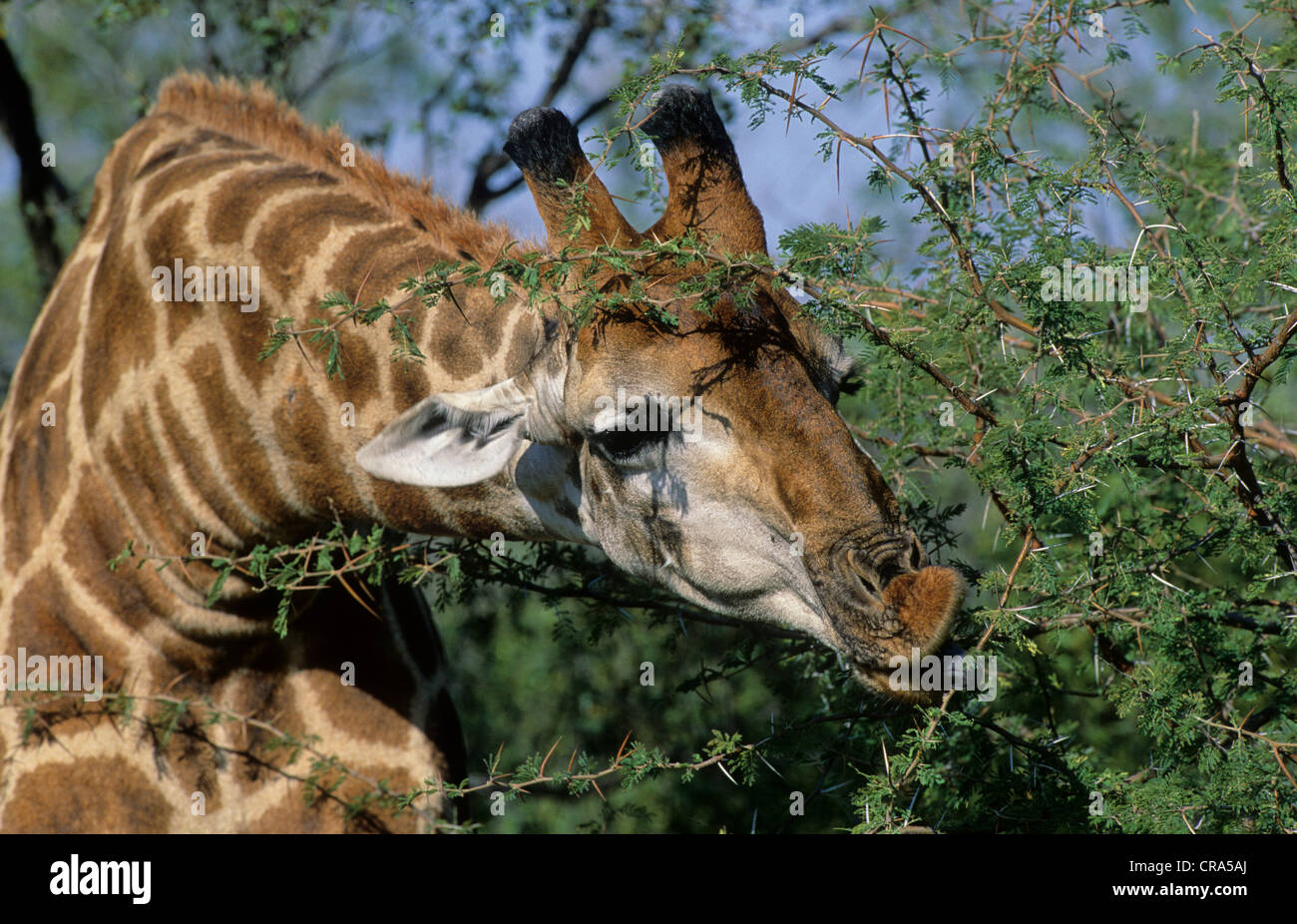 Acacia giraffe hi-res stock photography and images - Alamy