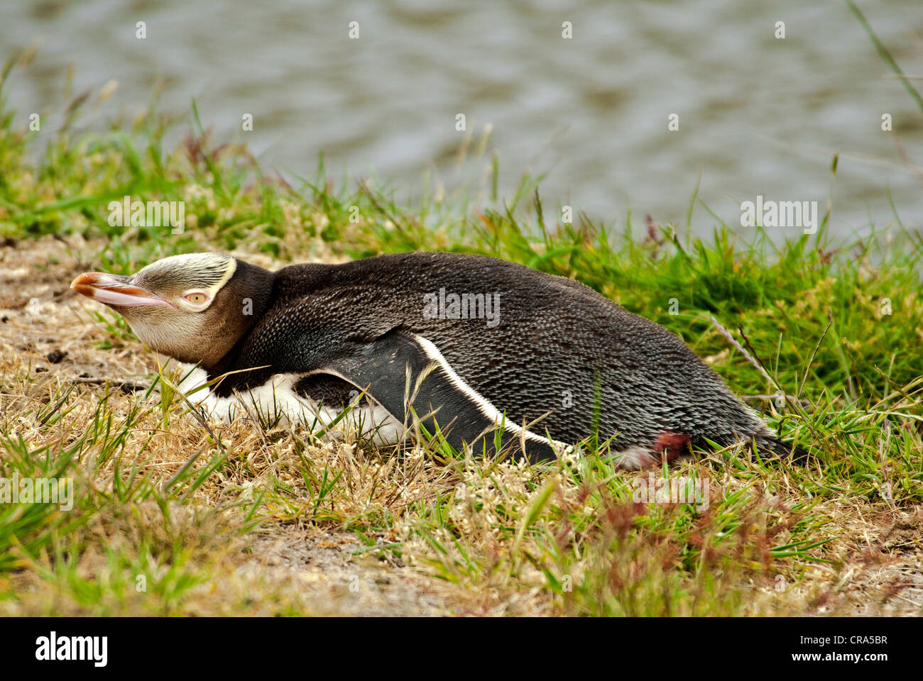 New Zealand Otago Peninsula South Island yellow eye penguin Stock Photo ...