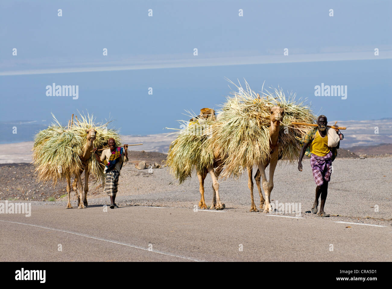 Camel caravan at Lake Assal, Djibouti, East Africa, Africa Stock Photo ...