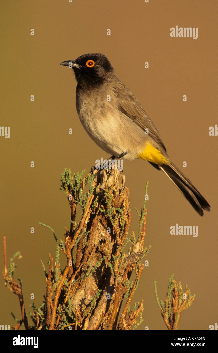 African Red-eyed Bulbul (Pycnonotus nigricans), Richtersveld National ...