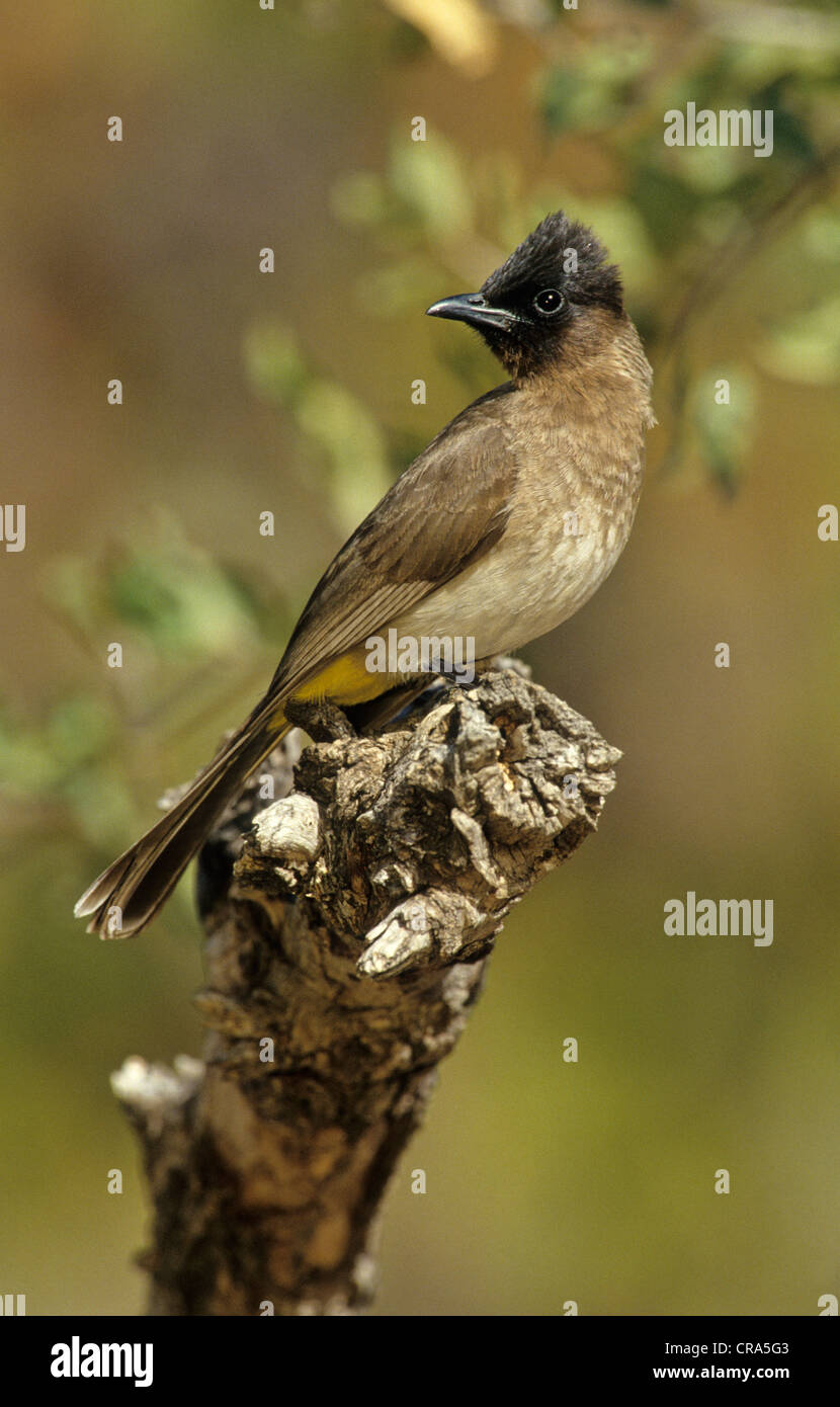Dark-capped Bulbul (Pycnonotus tricolor), Kruger National Park, South ...