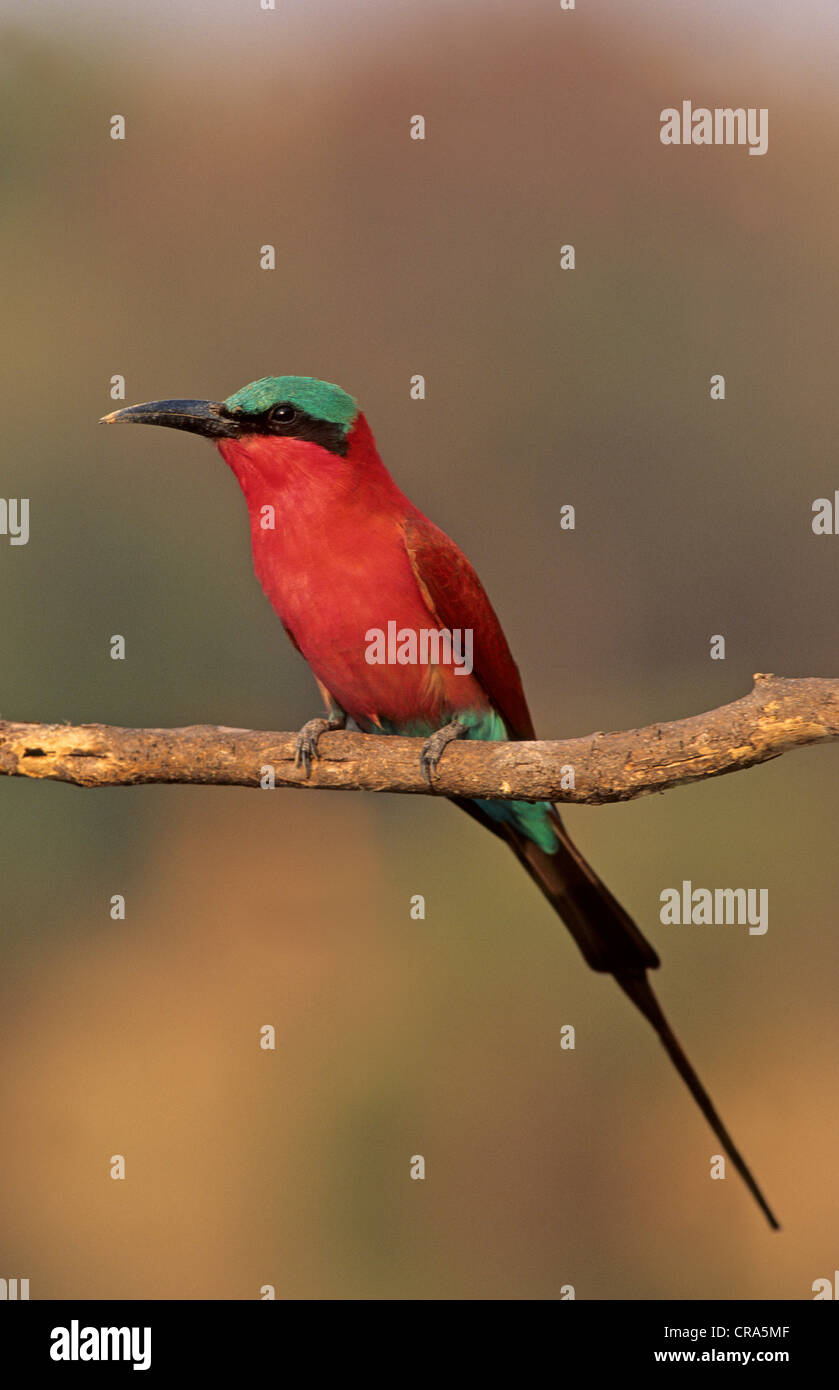 Carmine bee eater botswana hi-res stock photography and images - Alamy