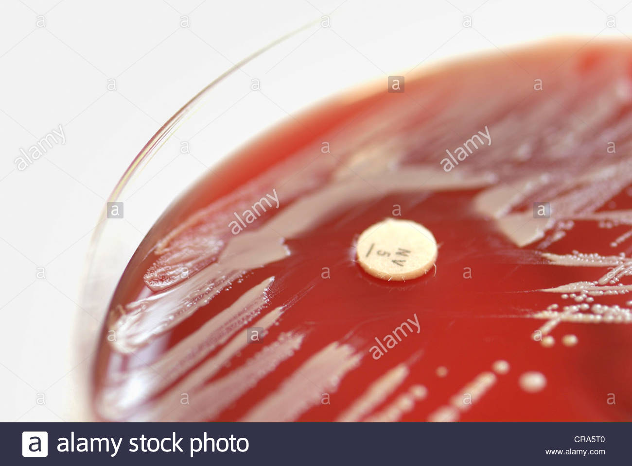 Staphylococci Stock Photos & Staphylococci Stock Images - Alamy