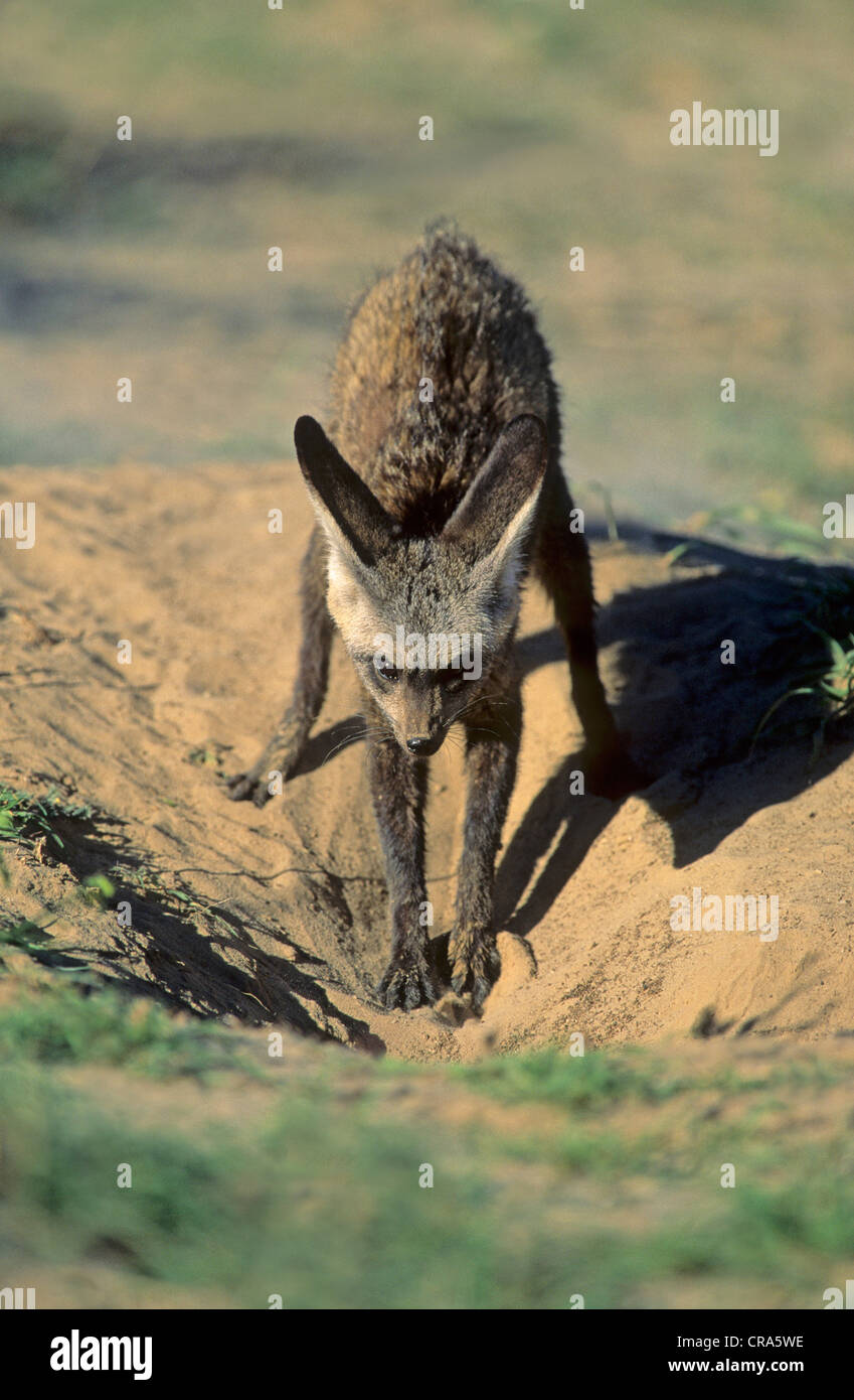 Fox digging hi-res stock photography and images - Alamy