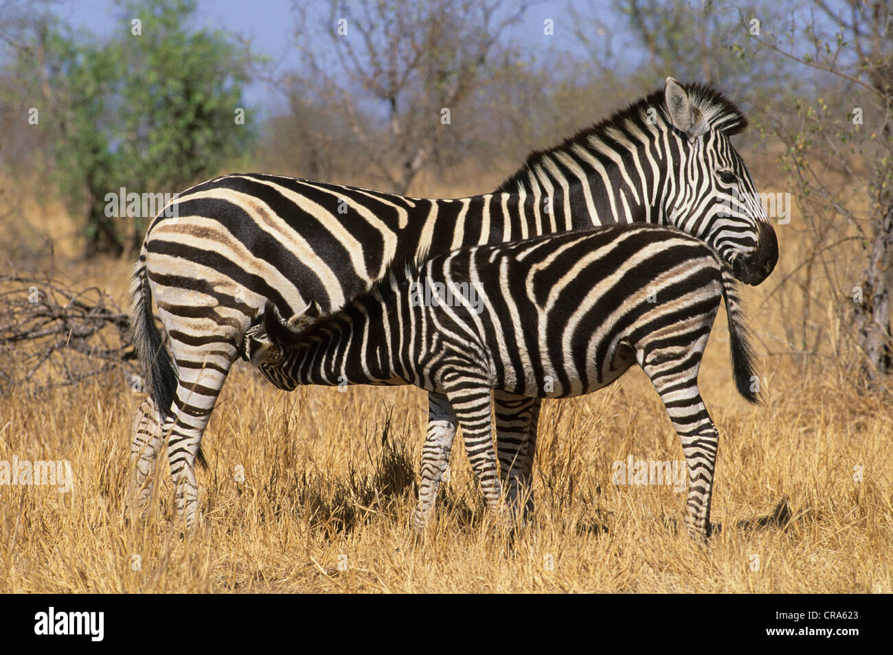 Female body black and white photos hi-res stock photography and images ...