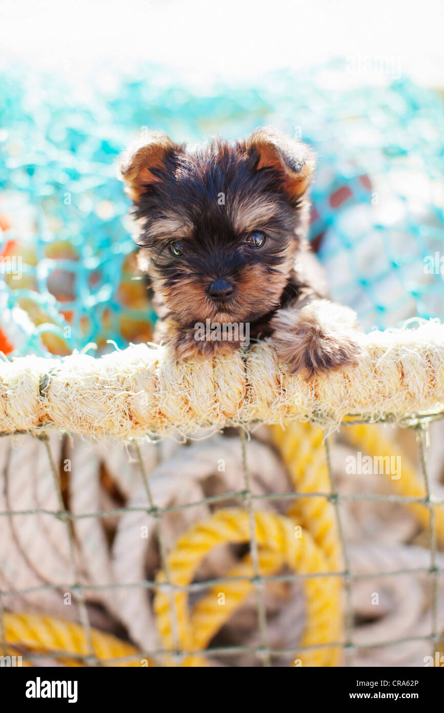 Puppy sitting on rope coils Stock Photo - Alamy