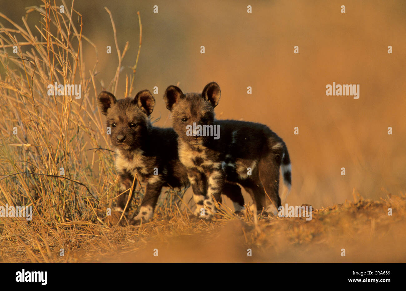 Wild Dog (Lycaon pictus), pups, Kruger National Park, South Africa ...