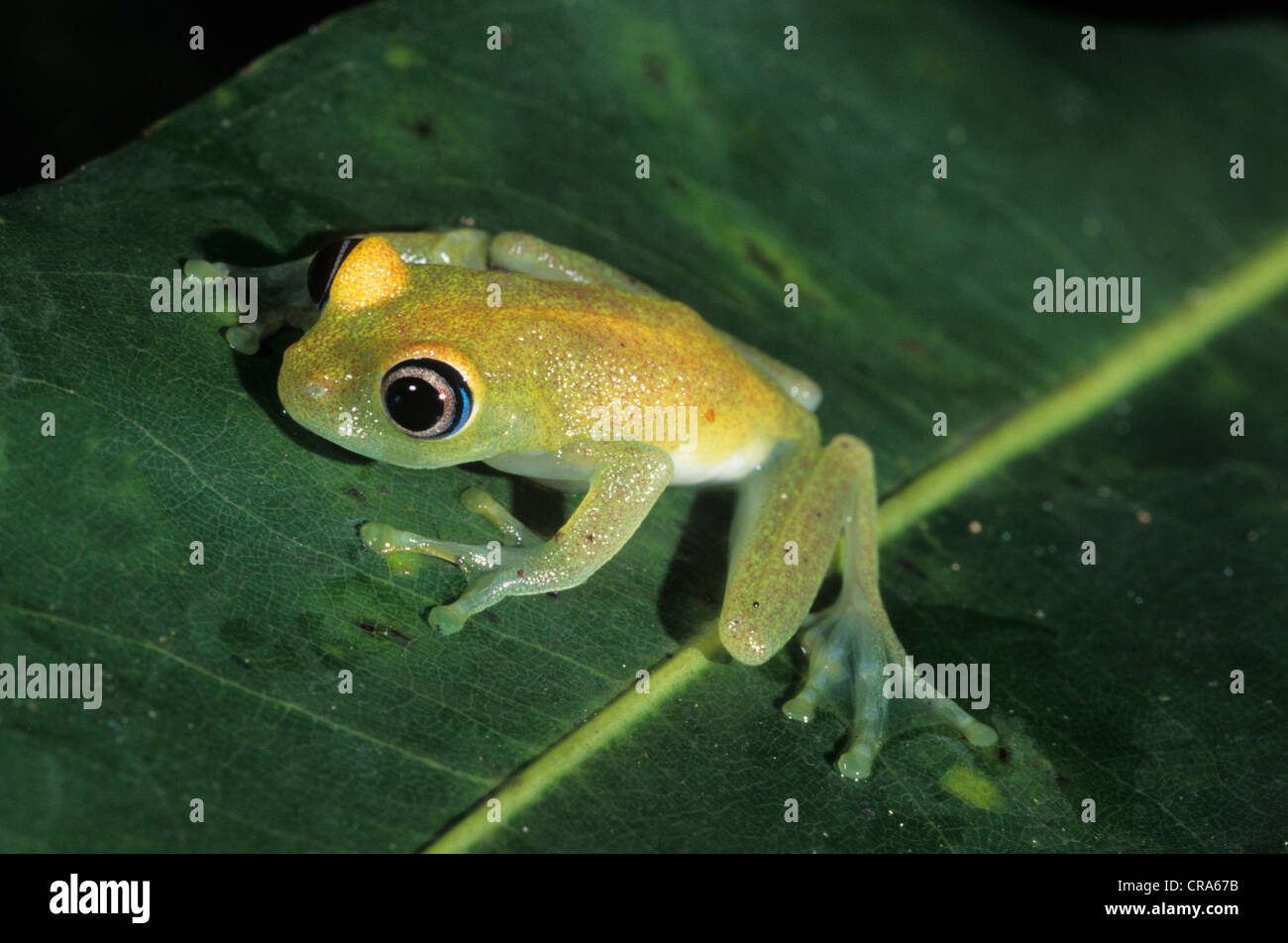 African Rainforest Frogs