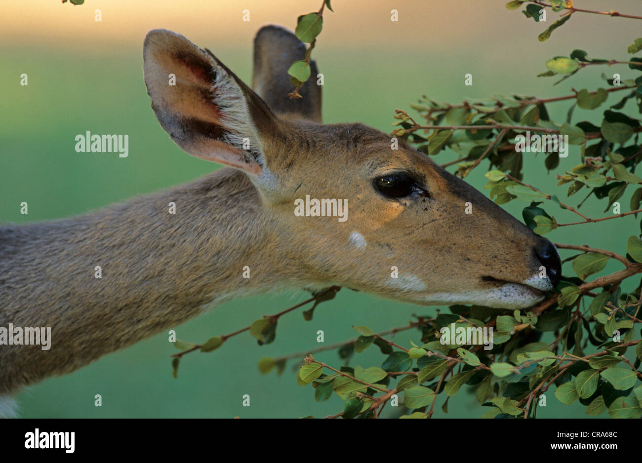 Female Bushbuck High Resolution Stock Photography and Images - Alamy
