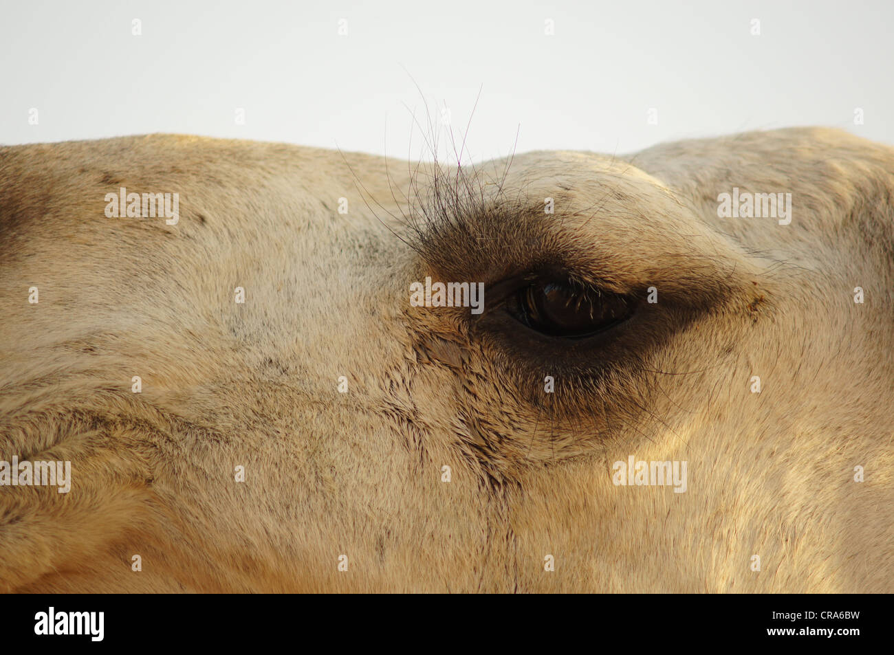 Camel Eye Close Up High Resolution Stock Photography and Images - Alamy