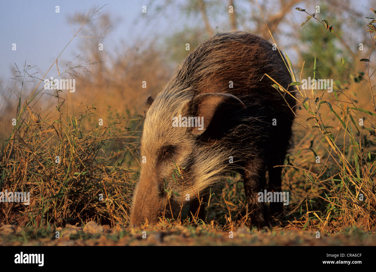 Bushpig or Red River Hog (Potamochoerus porcus), Kruger National Park ...