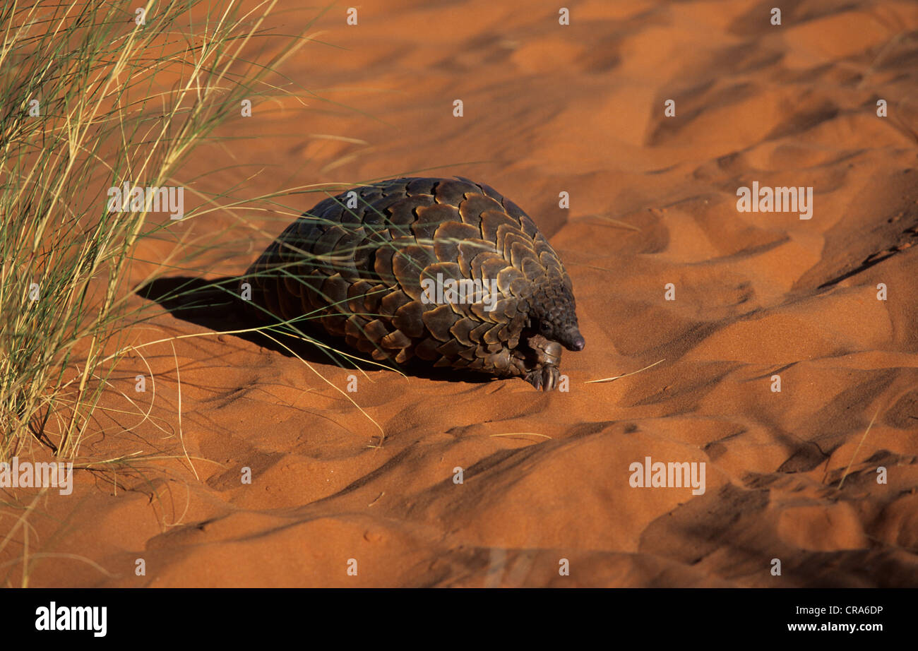Pangolin (Manis temminckii), Kgalagadi Transfrontier Park, Kalahari ...