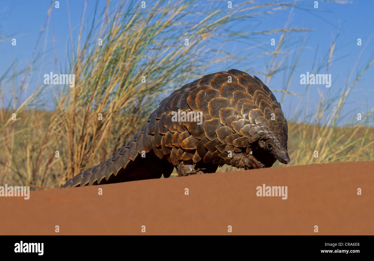 Pangolin (Manis temminckii), Kgalagadi Transfrontier Park, Kalahari ...
