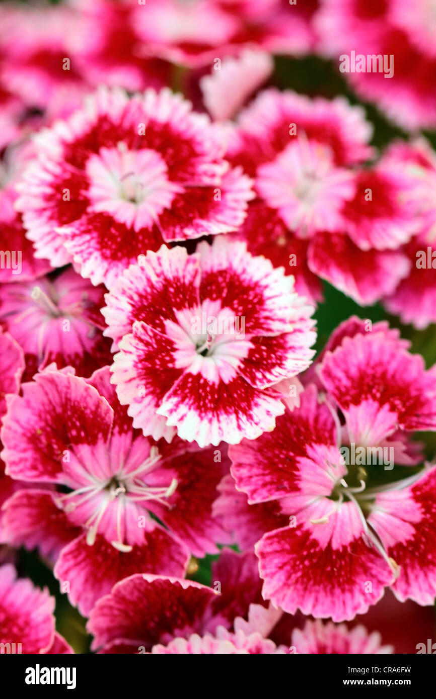 small bright pink flowers background Stock Photo - Alamy