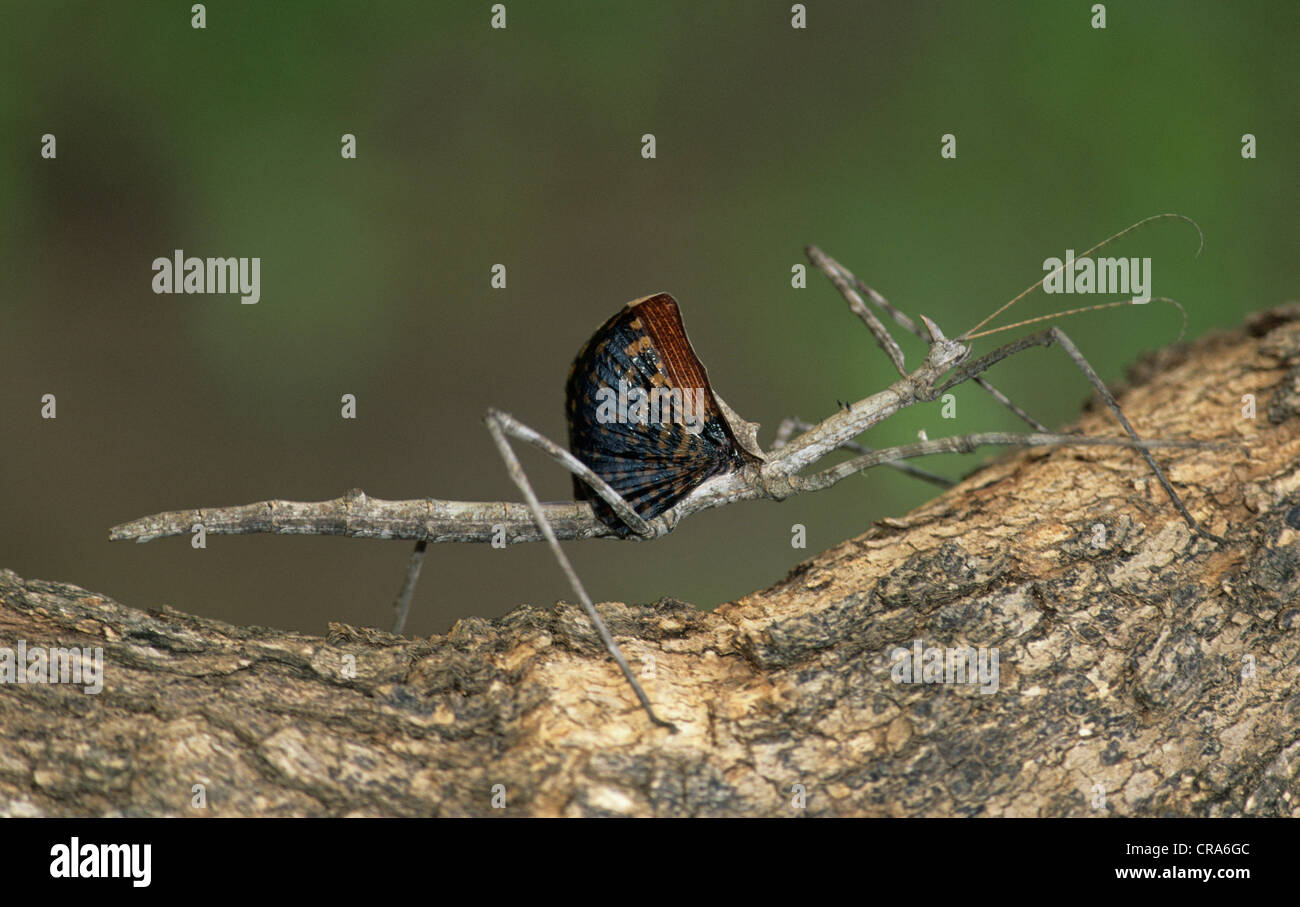 Phasmatodea Stick Insect