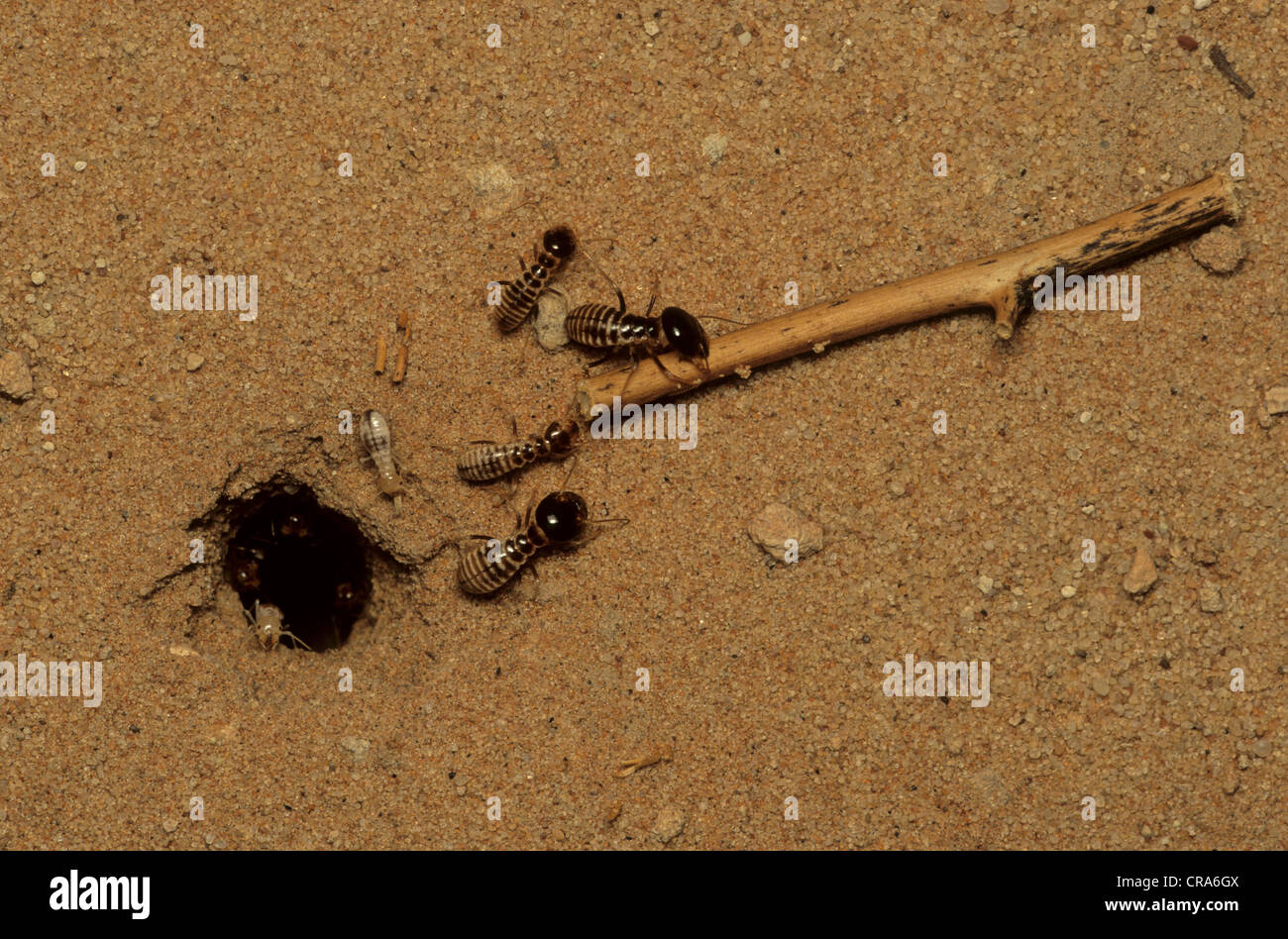 Harvester termites hi-res stock photography and images - Alamy