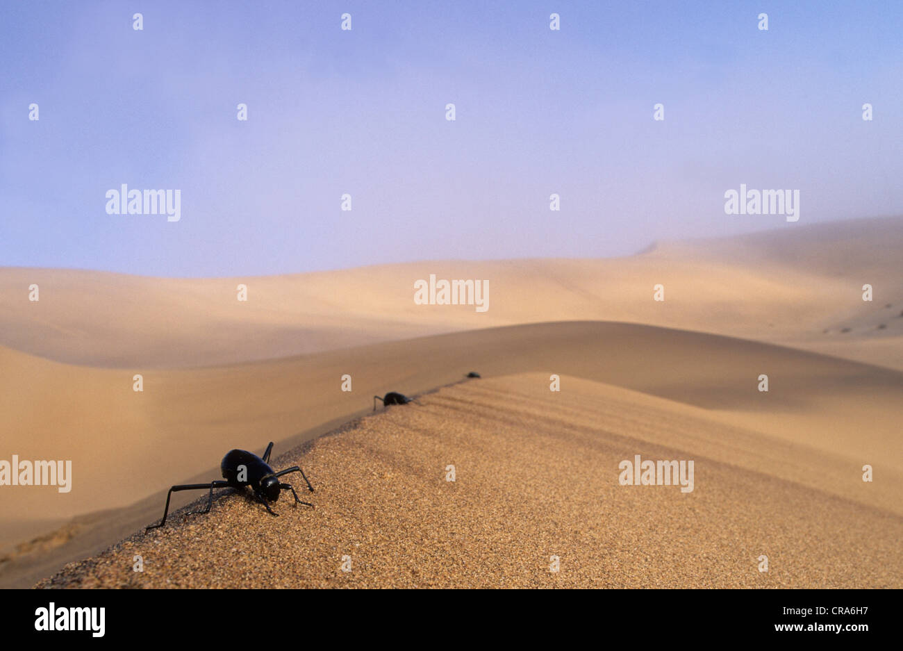 Namib Desert beetle (Onymacris unguicularis), Namib Desert, Namibia ...