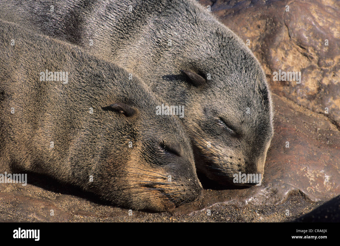 Cape fur seal seals breeding colony colonies hi-res stock photography ...