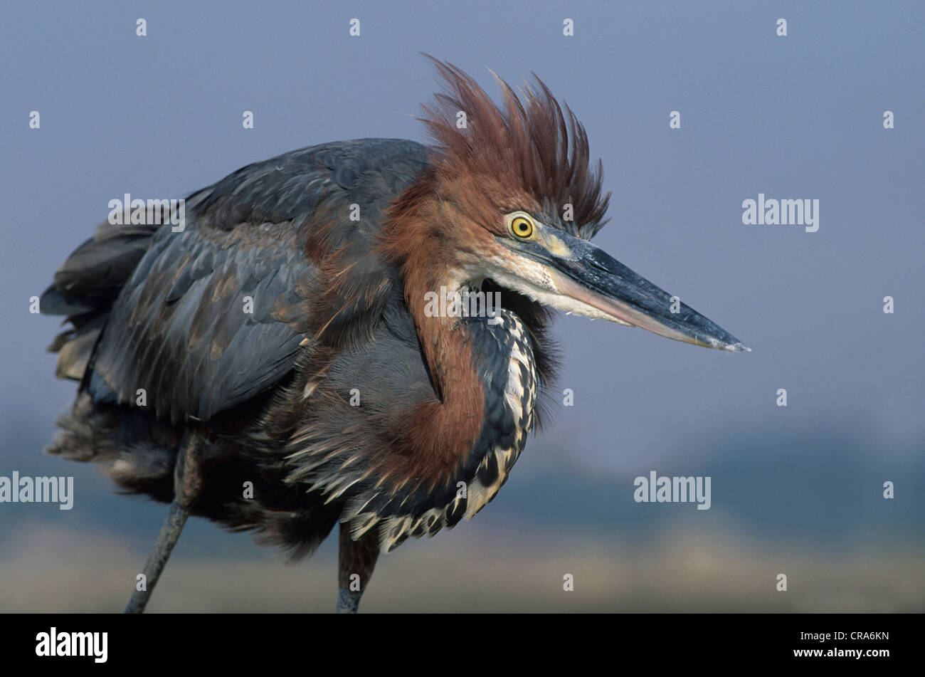 Goliath Heron (Ardea goliath), KwaZulu-Natal, South Africa, Africa ...