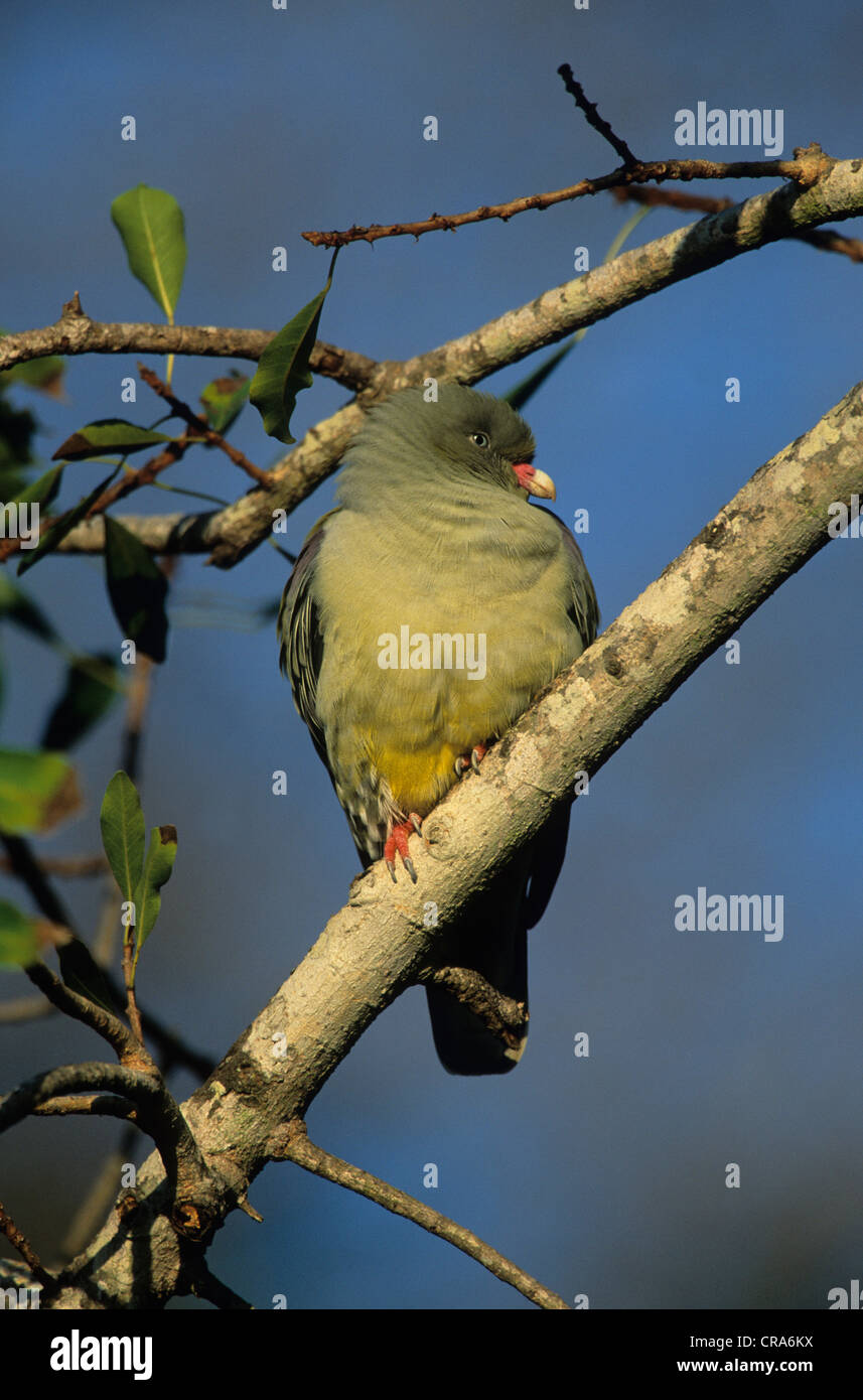 South african pigeon hi-res stock photography and images - Alamy