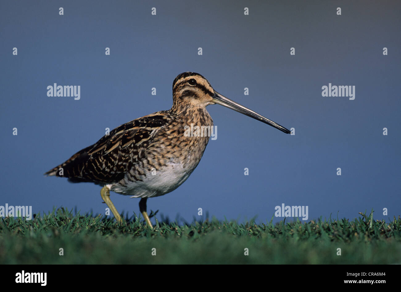 African Snipe (Gallinago nigripennis), Gauteng, South Africa, Africa ...