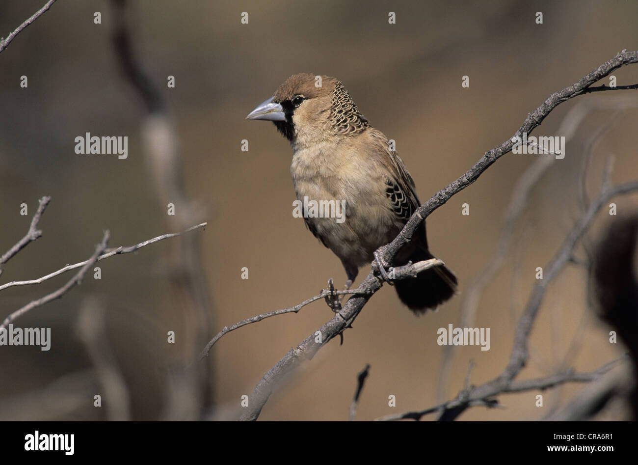 Social weaver hi-res stock photography and images - Alamy