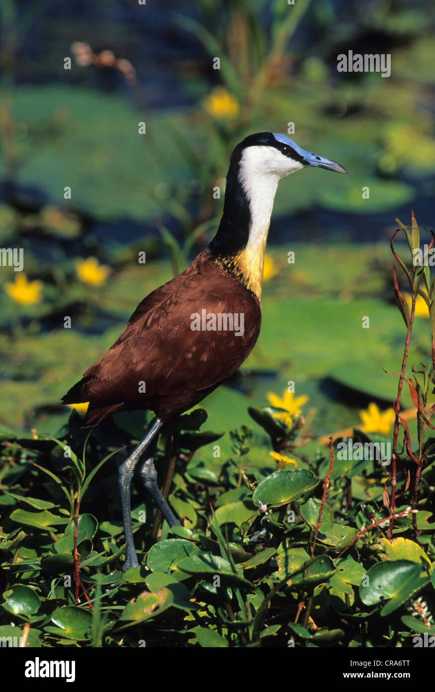 African Jacana (Actophilornis africanus), KwaZulu-Natal, South Africa ...